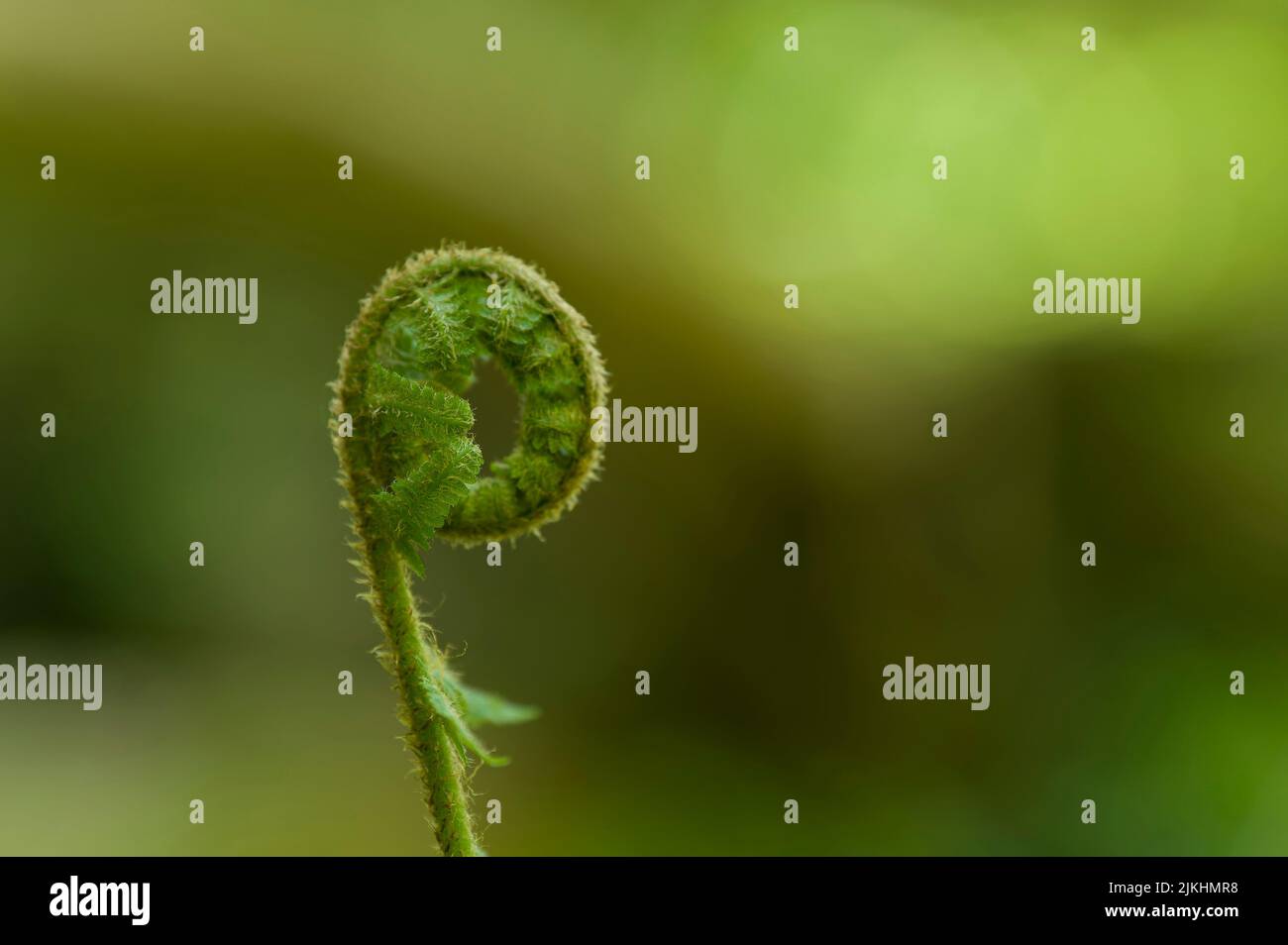 Unroll hi-res stock photography and images - Alamy