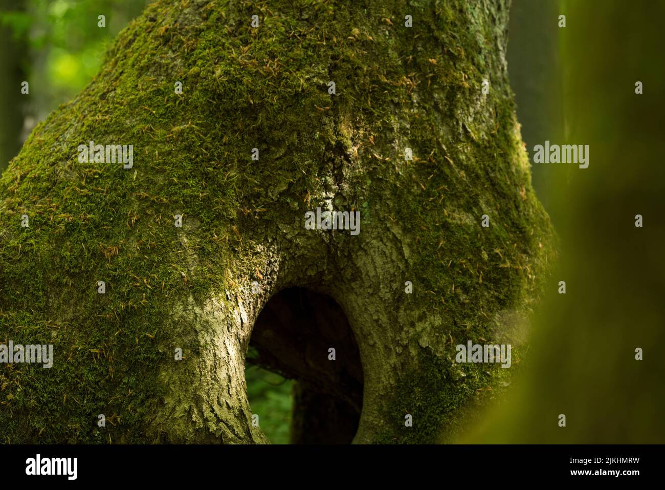 Tree cave, tree trunk covered with moss, Hainich National Park, UNESCO ...