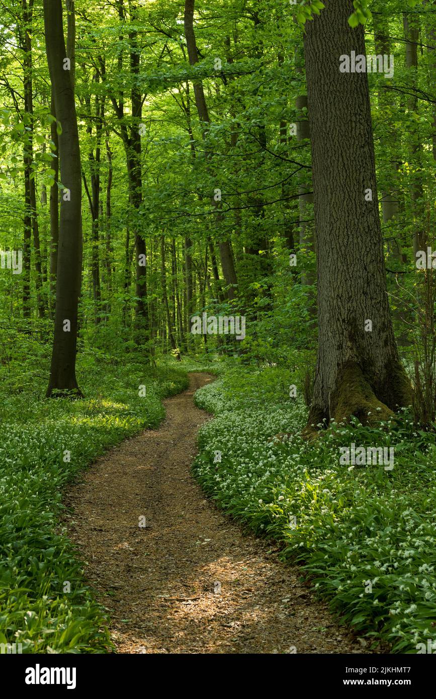 Path through spring green forest, starting wild garlic blossom, Hainich ...