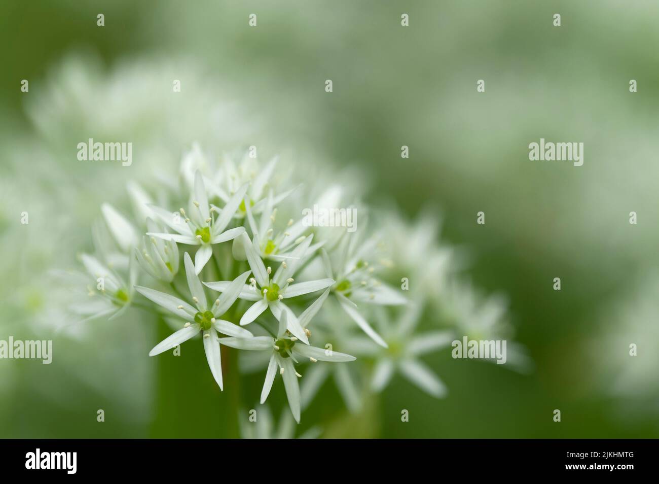 Wild garlic blossom, spring in Hainich National Park, Germany ...