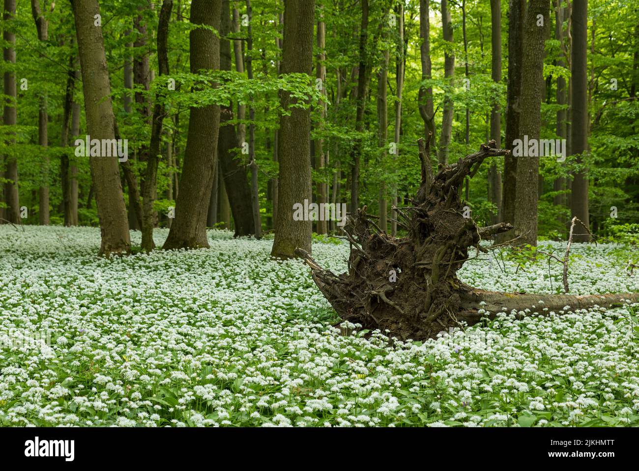 Wild garlic blossom in beech forest, root plate of a fallen tree ...