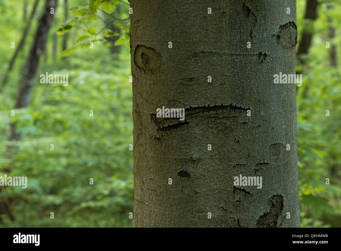 Tree face, copper beech forest, Hainich National Park, UNESCO World ...