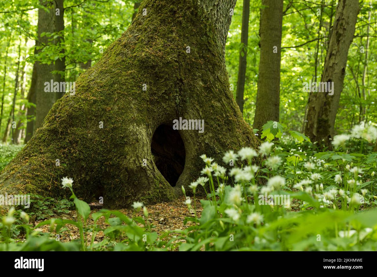 Tree cave, tree trunk covered with moss, Hainich National Park, UNESCO ...