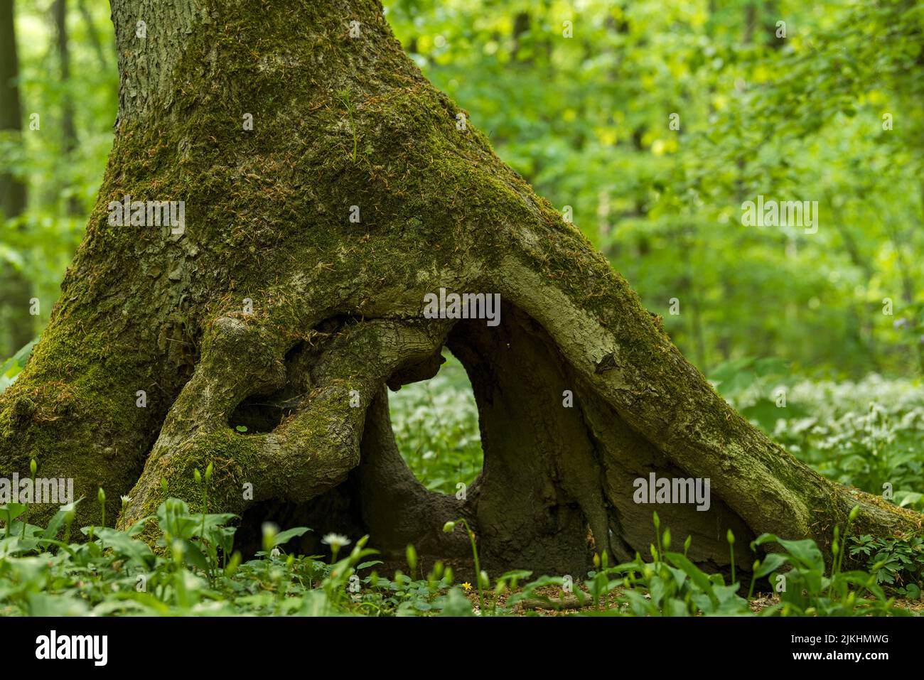 Tree cave, tree trunk covered with moss, Hainich National Park, UNESCO ...