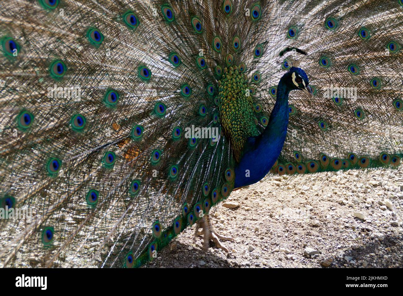 a majestic and proud peacock Stock Photo - Alamy