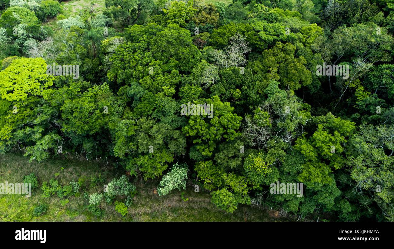 Beautiful green forest on hi-res stock photography and images - Alamy