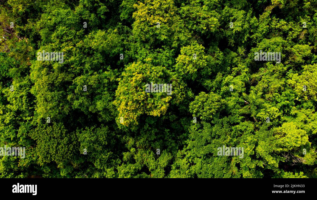 Green leaves on top trees hi-res stock photography and images - Alamy
