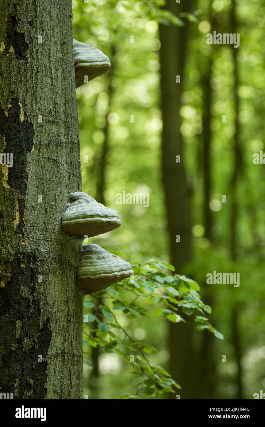 Tree fungi on a beech trunk, Hainich National Park, UNESCO World ...