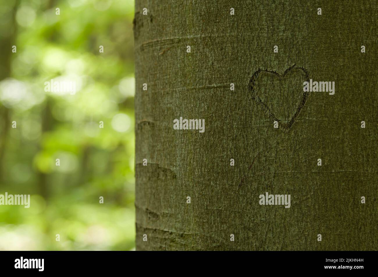 carved heart in the bark of a tree trunk, Hainich National Park ...