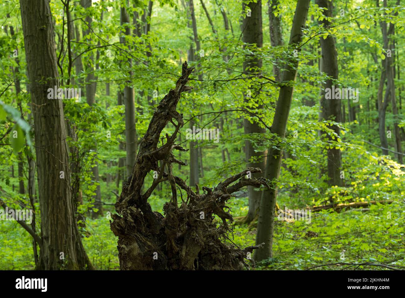 spring green beech forest, root of fallen tree, Hainich National Park ...