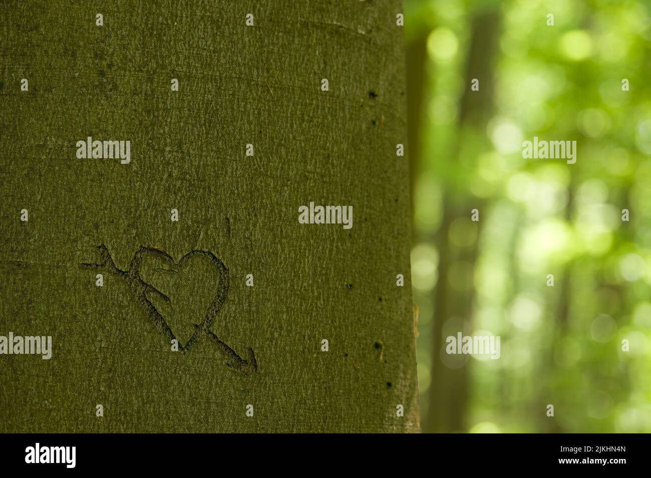carved heart in the bark of a tree trunk, Hainich National Park ...