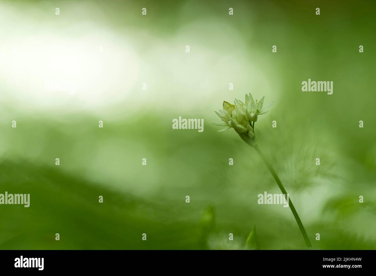 Wild garlic blossom, spring in Hainich National Park, Germany ...