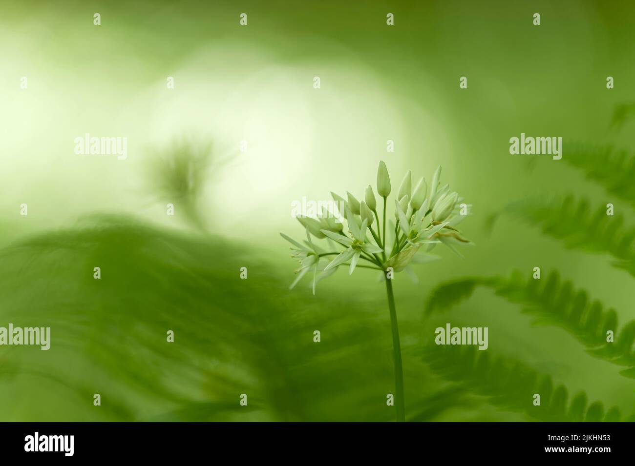 Wild garlic blossom, spring in Hainich National Park, Germany ...