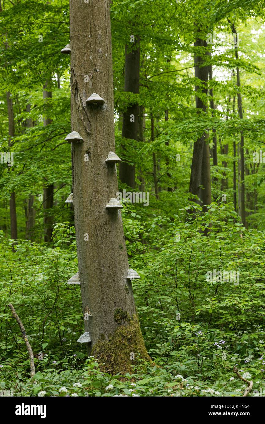Tree fungi on a beech trunk, Hainich National Park, UNESCO World ...