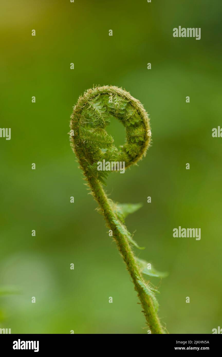 Unroll hi-res stock photography and images - Alamy