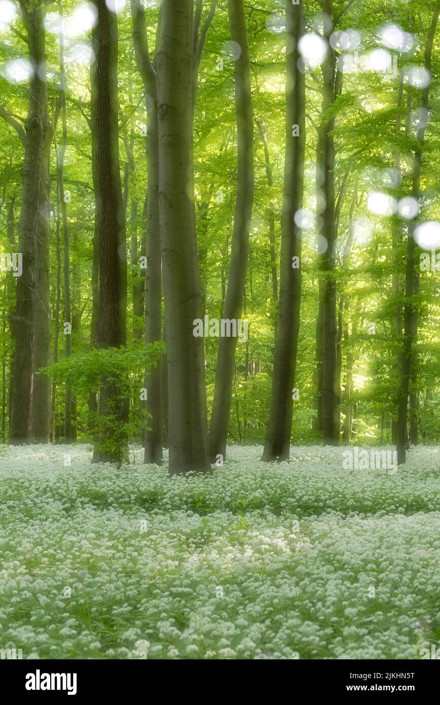 spring green beech forest, a carpet of wild garlic flowers covers the ...