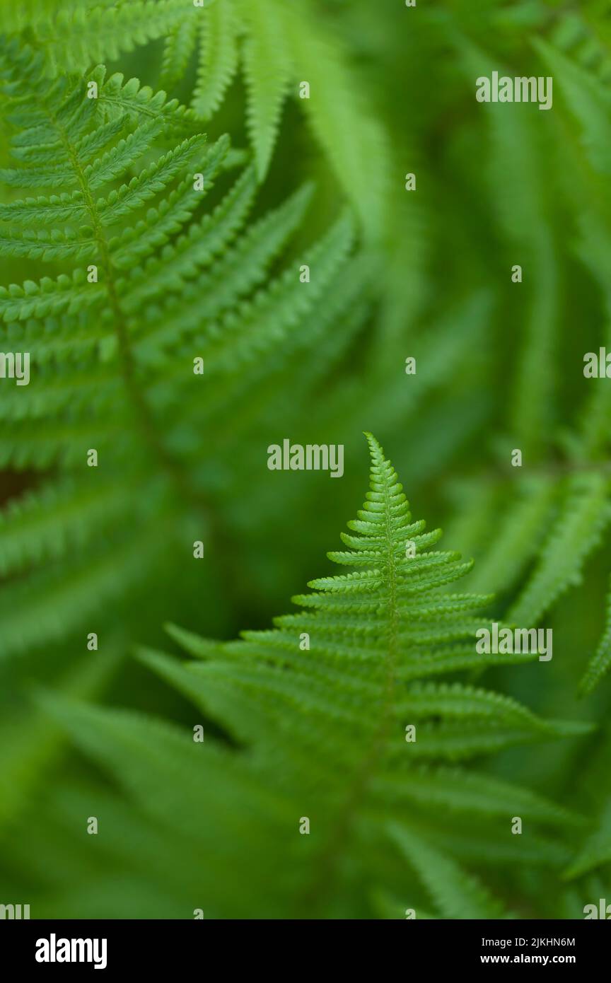 Frond like leaves hi-res stock photography and images - Alamy
