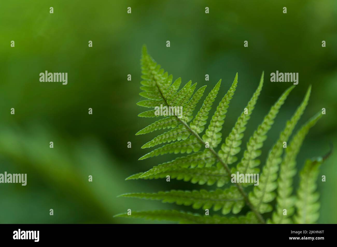young fern frond, leaf underside with immature spores, Germany Stock ...