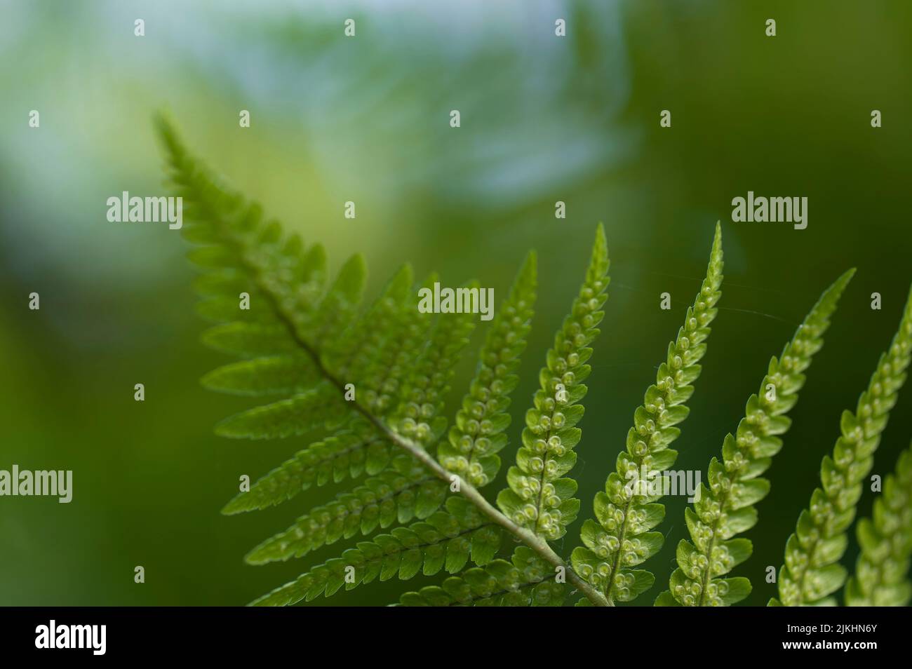 young fern frond, leaf underside with immature spores, Germany Stock ...