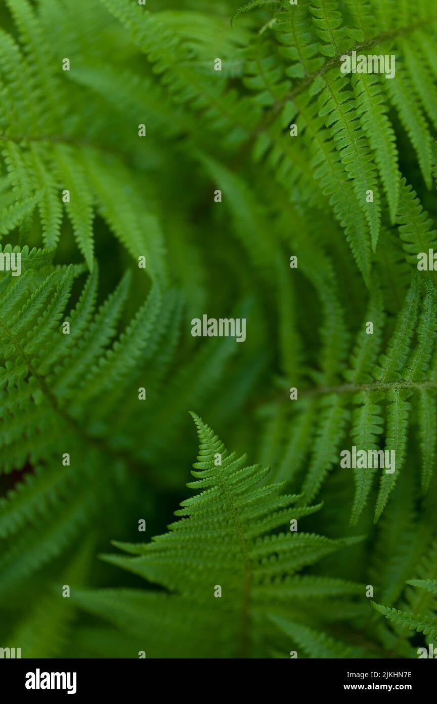 young light green fern fronds, Germany Stock Photo - Alamy