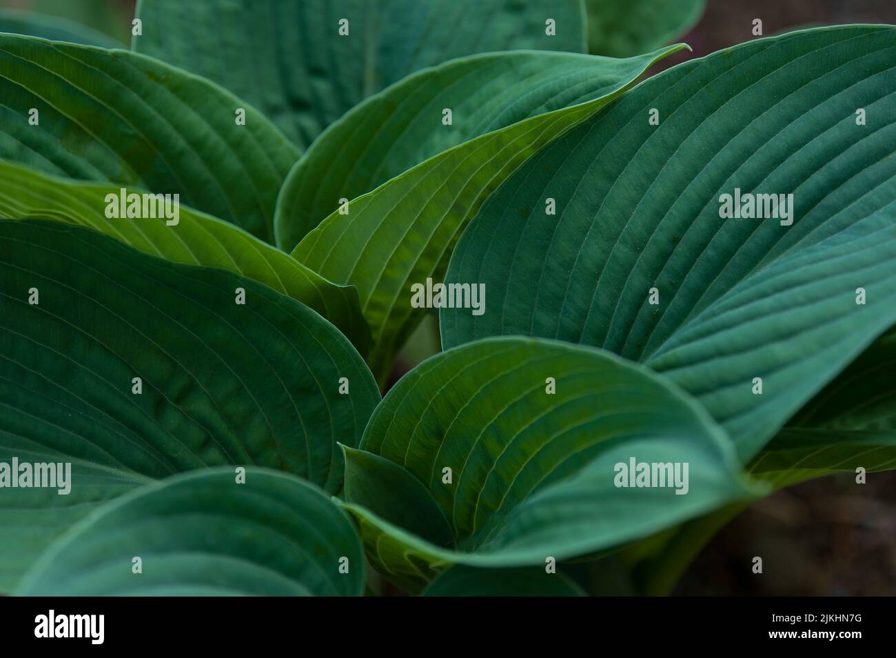 fresh leaves of a funkie (hosta), Germany Stock Photo - Alamy
