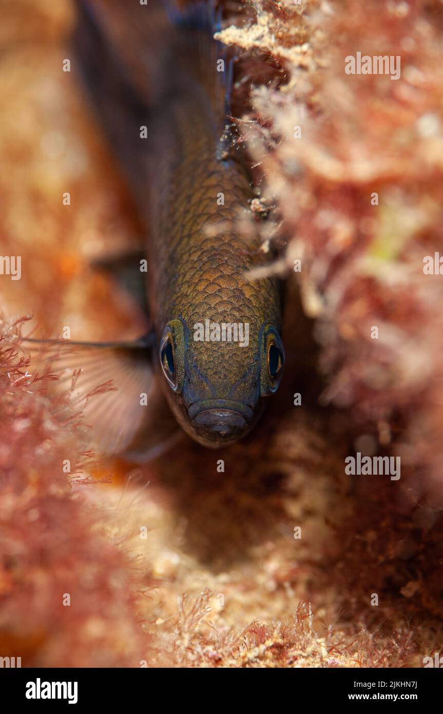 A vertical shot of a fish hidden in a stone covered with color gannets ...