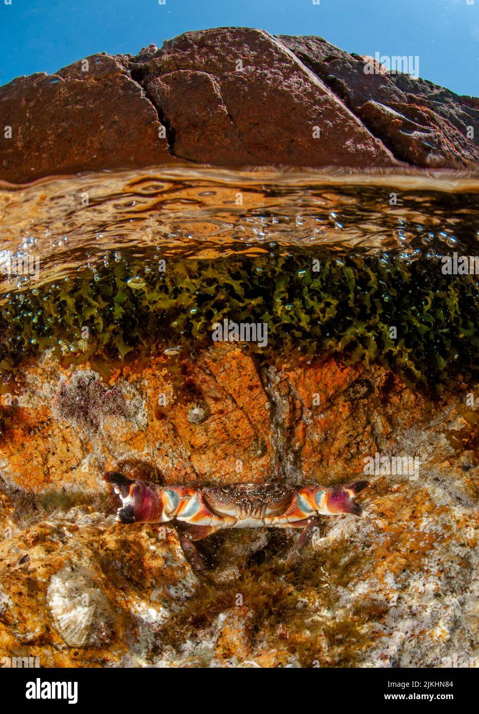 A vertical shot of a crab in the ground layers under the water Stock ...