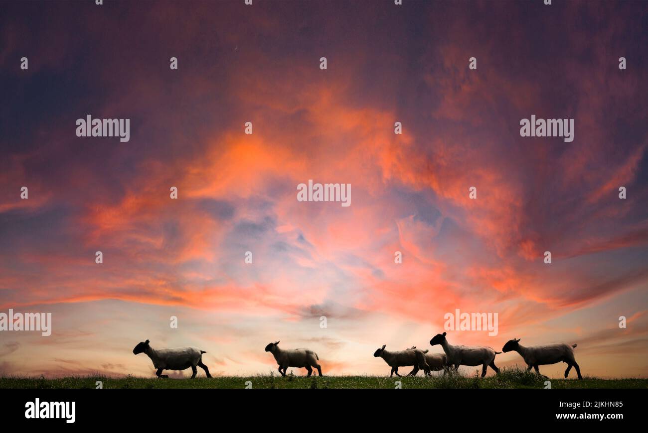 Sheep sky clouds hi-res stock photography and images - Alamy