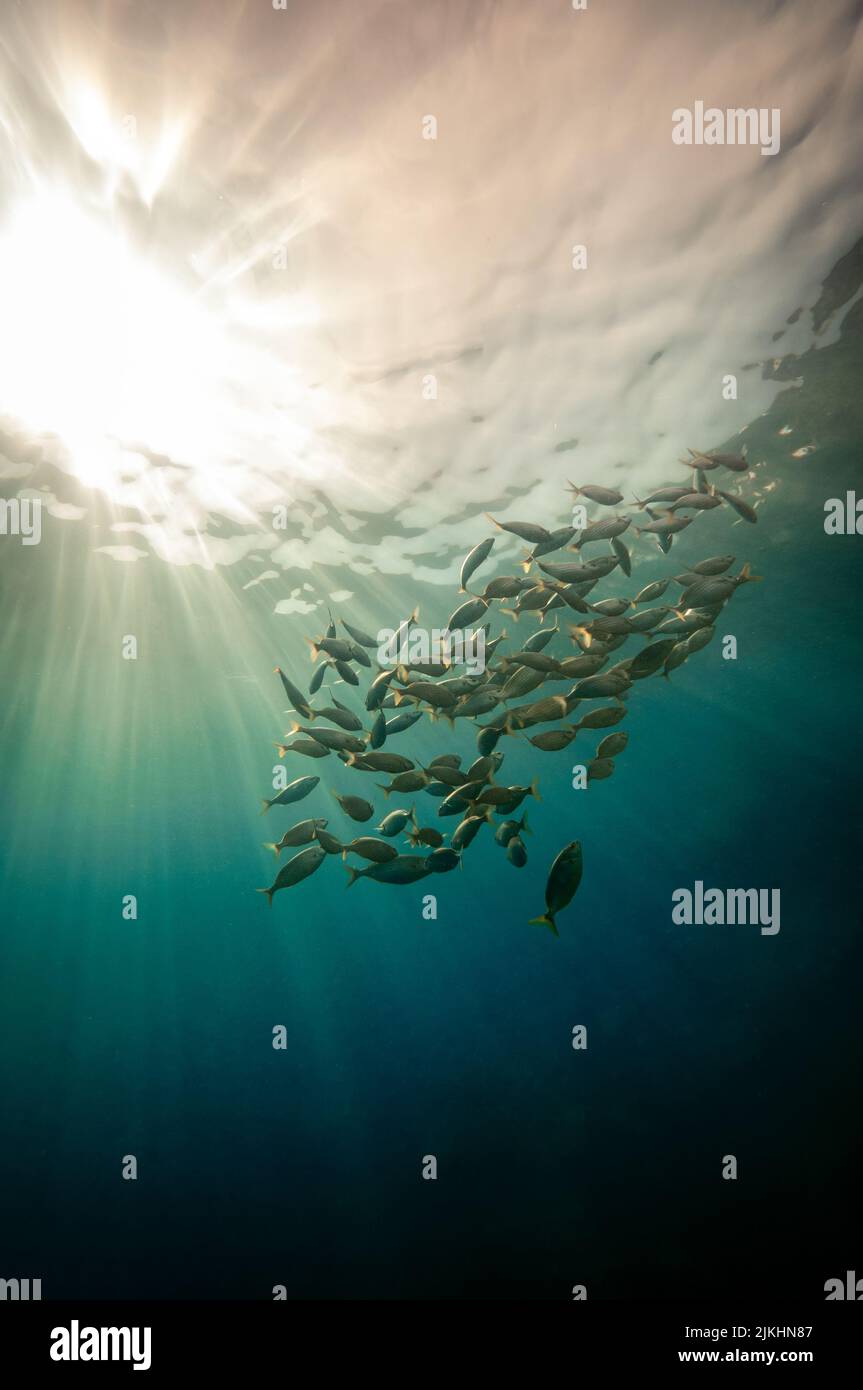 A low angle shot of a flock of fish swimming underwater and sunlight ...
