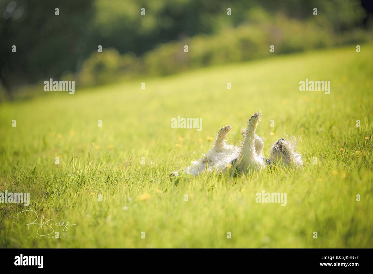A selective focus shot of a cute fluffy white puppy rolling around in ...