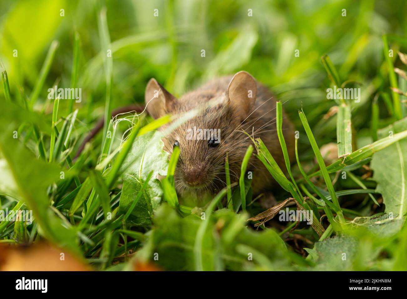 Gray mouse hi-res stock photography and images - Alamy