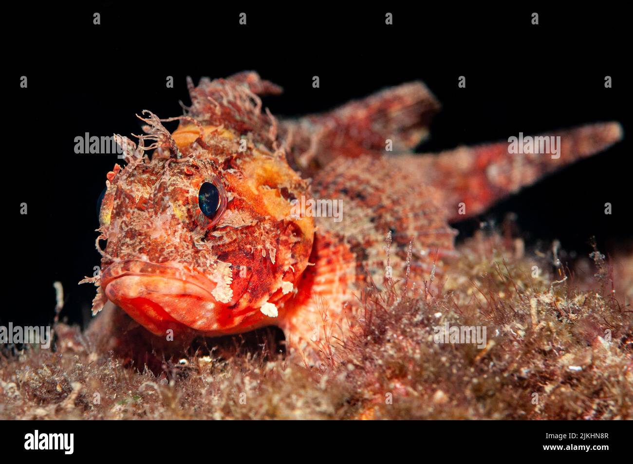 A closeup shot of colored fish with a large head with black background ...