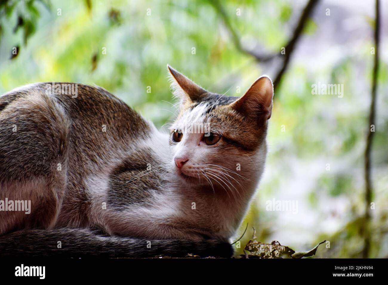 A closeup shot of a cat Stock Photo - Alamy