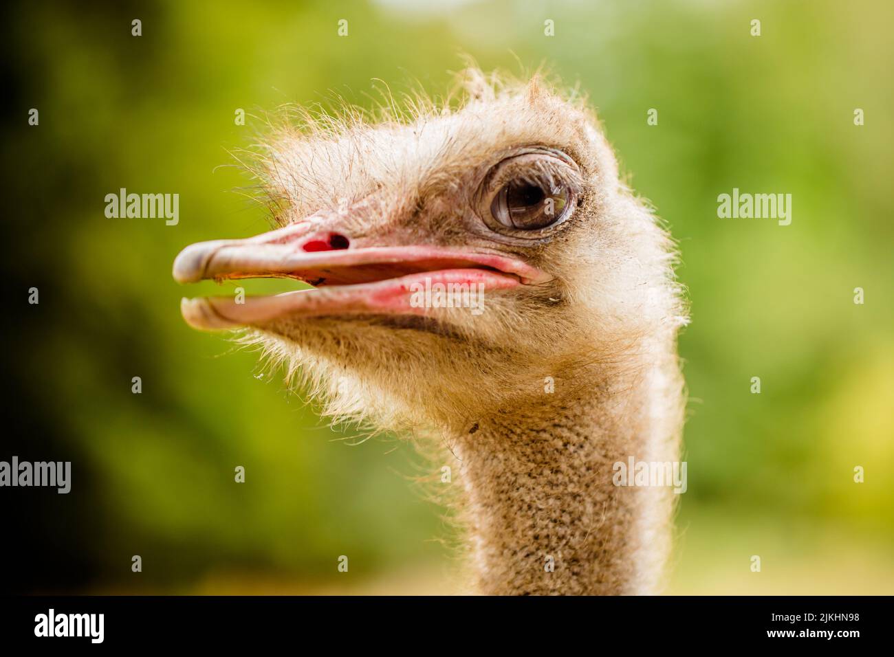 Ostrich face hi-res stock photography and images - Alamy