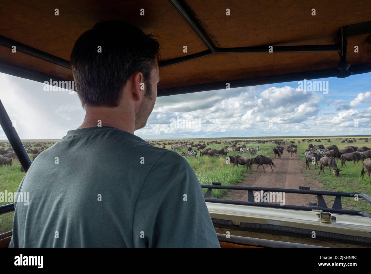 A Caucasian man in a car looking at zebras and wildebeests in the ...