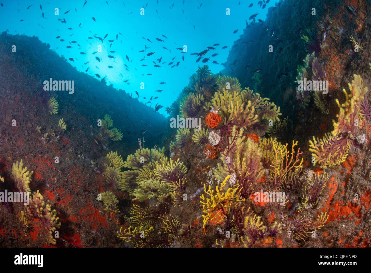 Closeup shot coral reefs fishes hi-res stock photography and images - Alamy