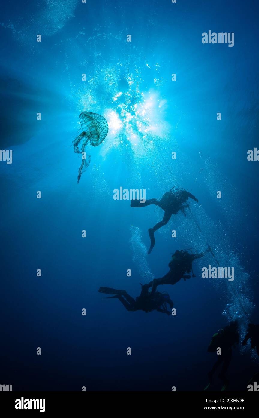 A vertical shot of scuba divers underwater and jellyfish with ...
