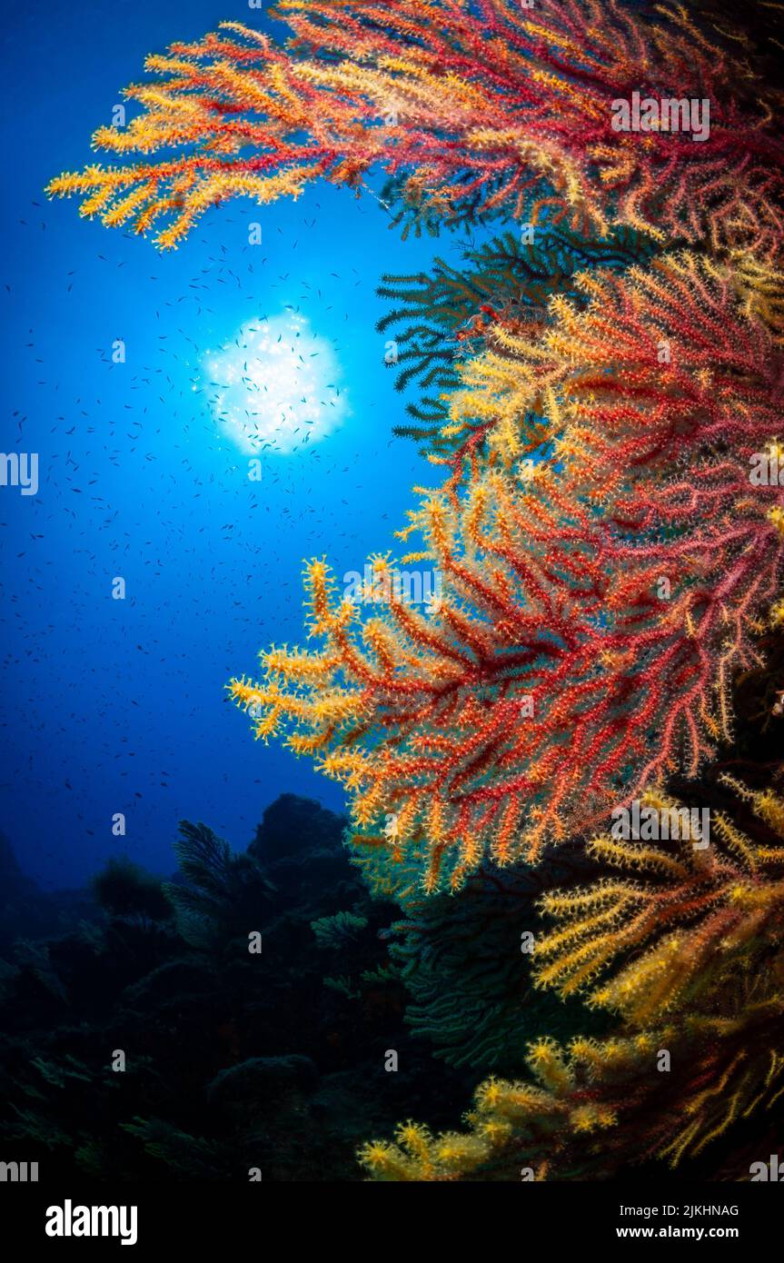Bright orange seaweed hi-res stock photography and images - Alamy