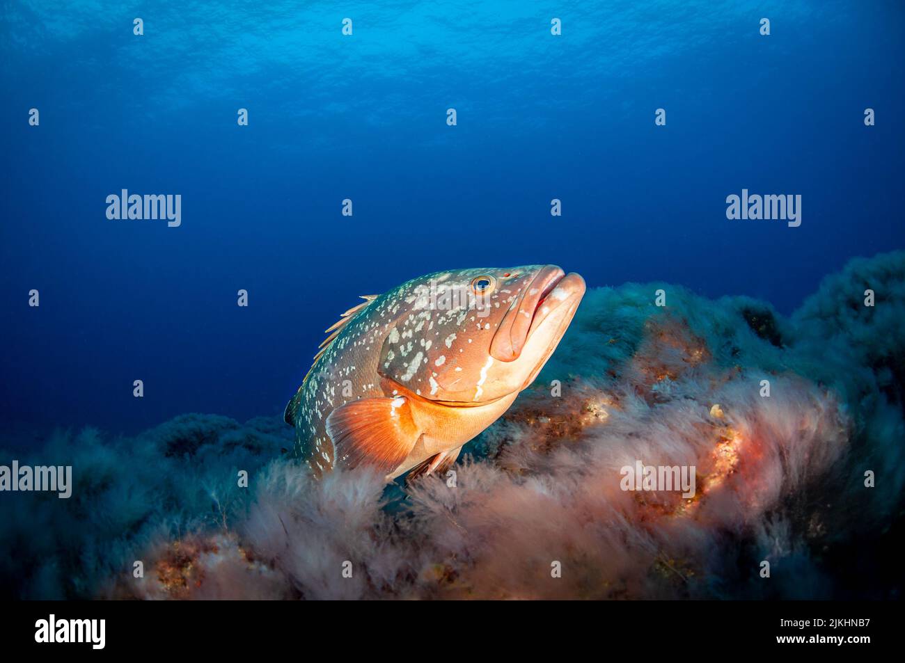A closeup shot of an Epinephelus fish species and marine habitat ...