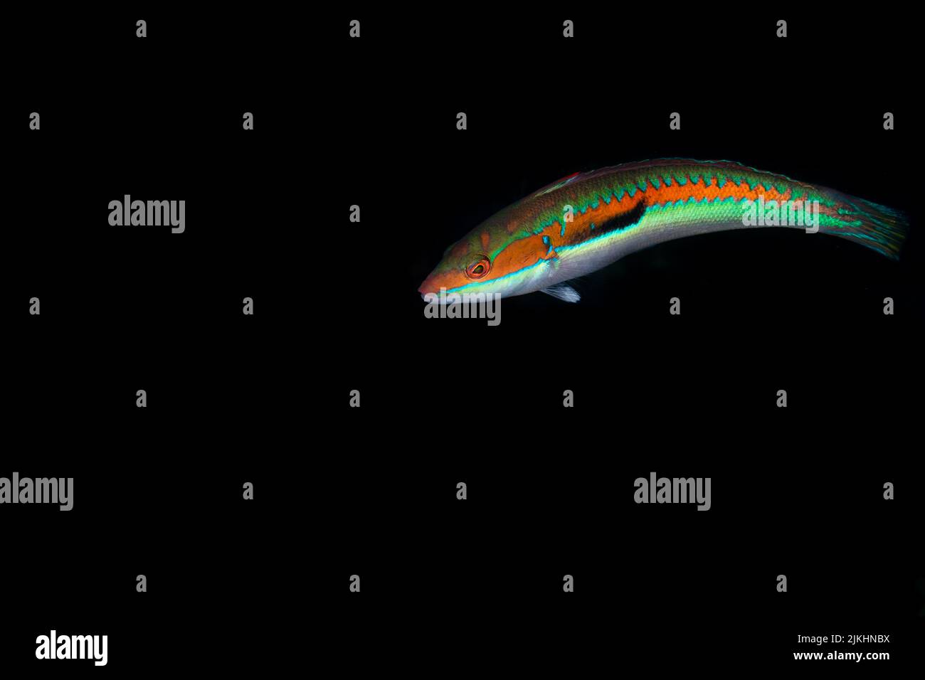 A small fish with white belly and orange back with green lines with ...