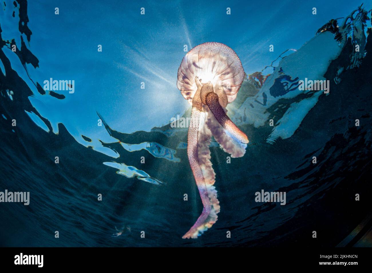 A white jellyfish and a glimpse of sunlight under the clear ocean Stock ...