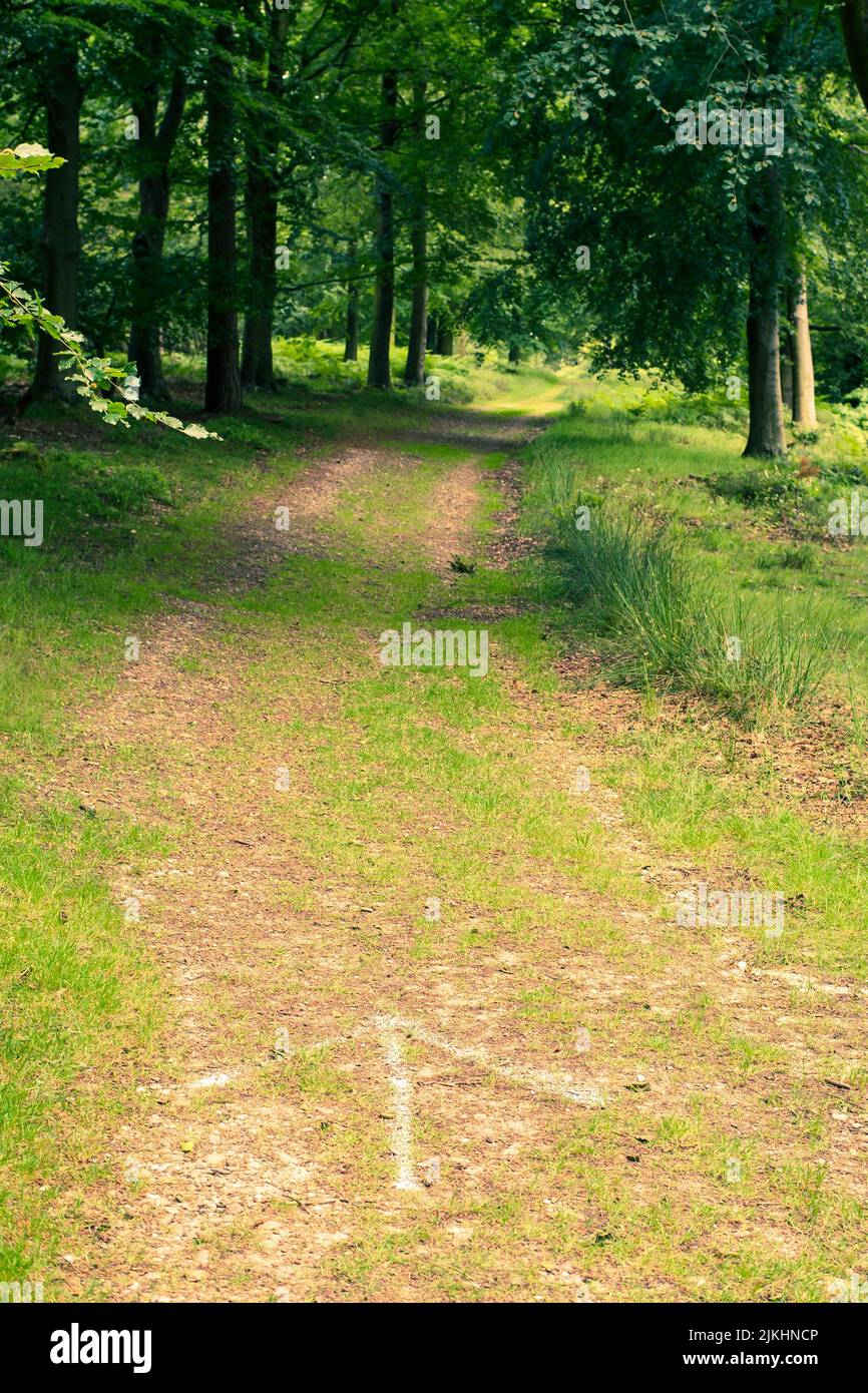 A vertical shot of a narrow walkway in a forest with lush greenery ...