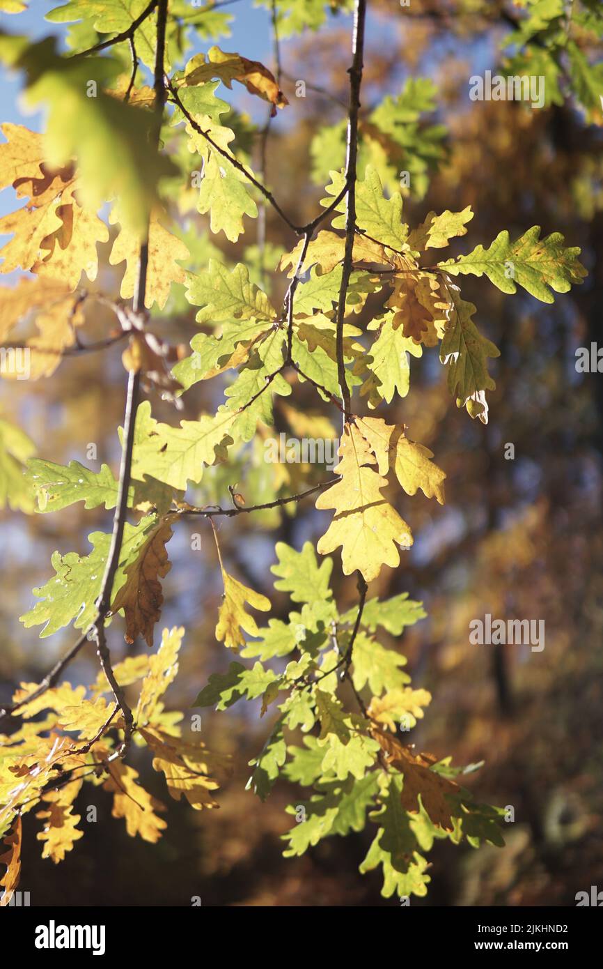 Oak tree sunlight hi-res stock photography and images - Alamy