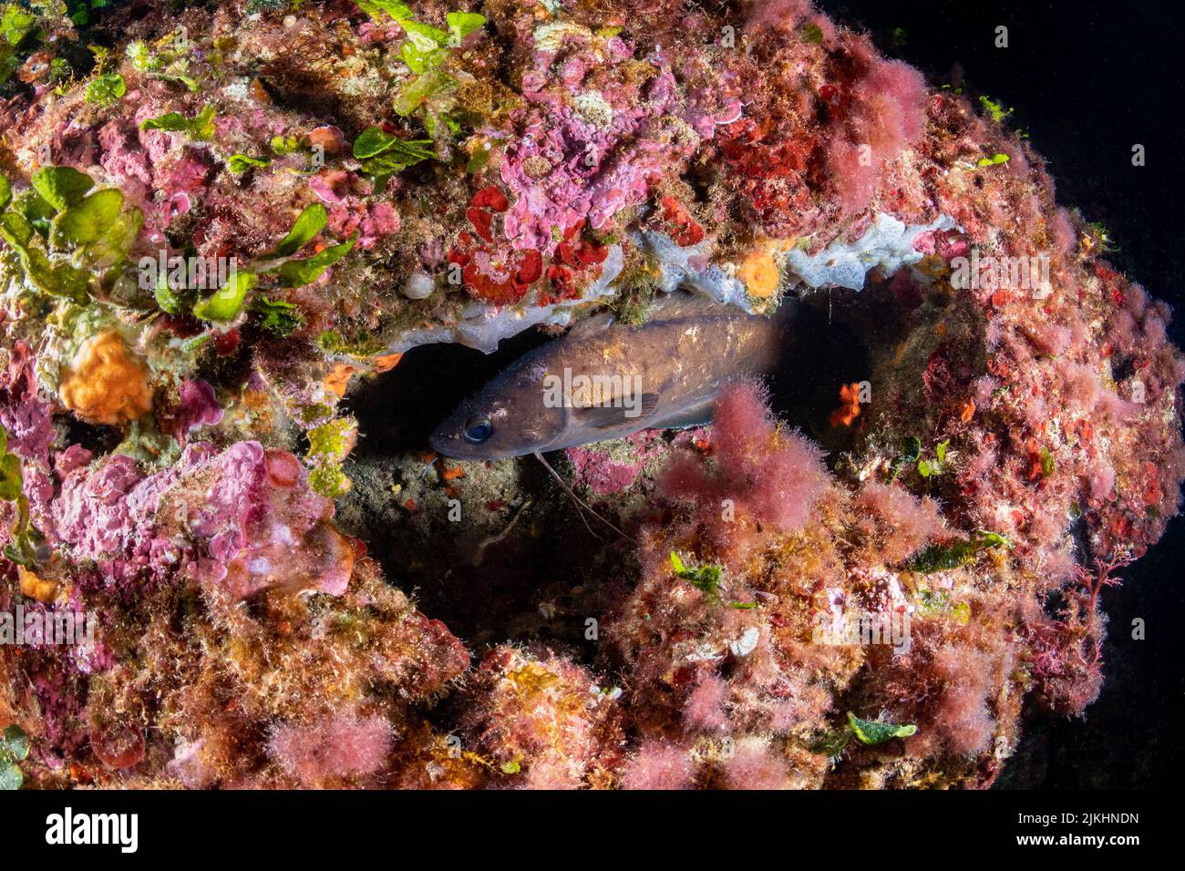A fish hidden in a stone covered with color gannets with black ...