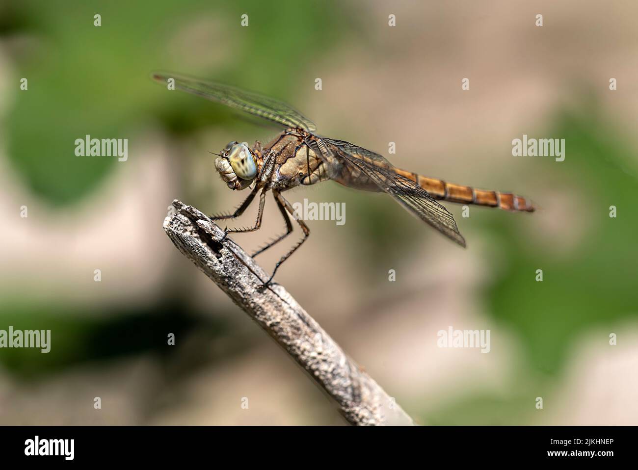 Dragonflies are insects with long bodies, transparent wings, and large ...