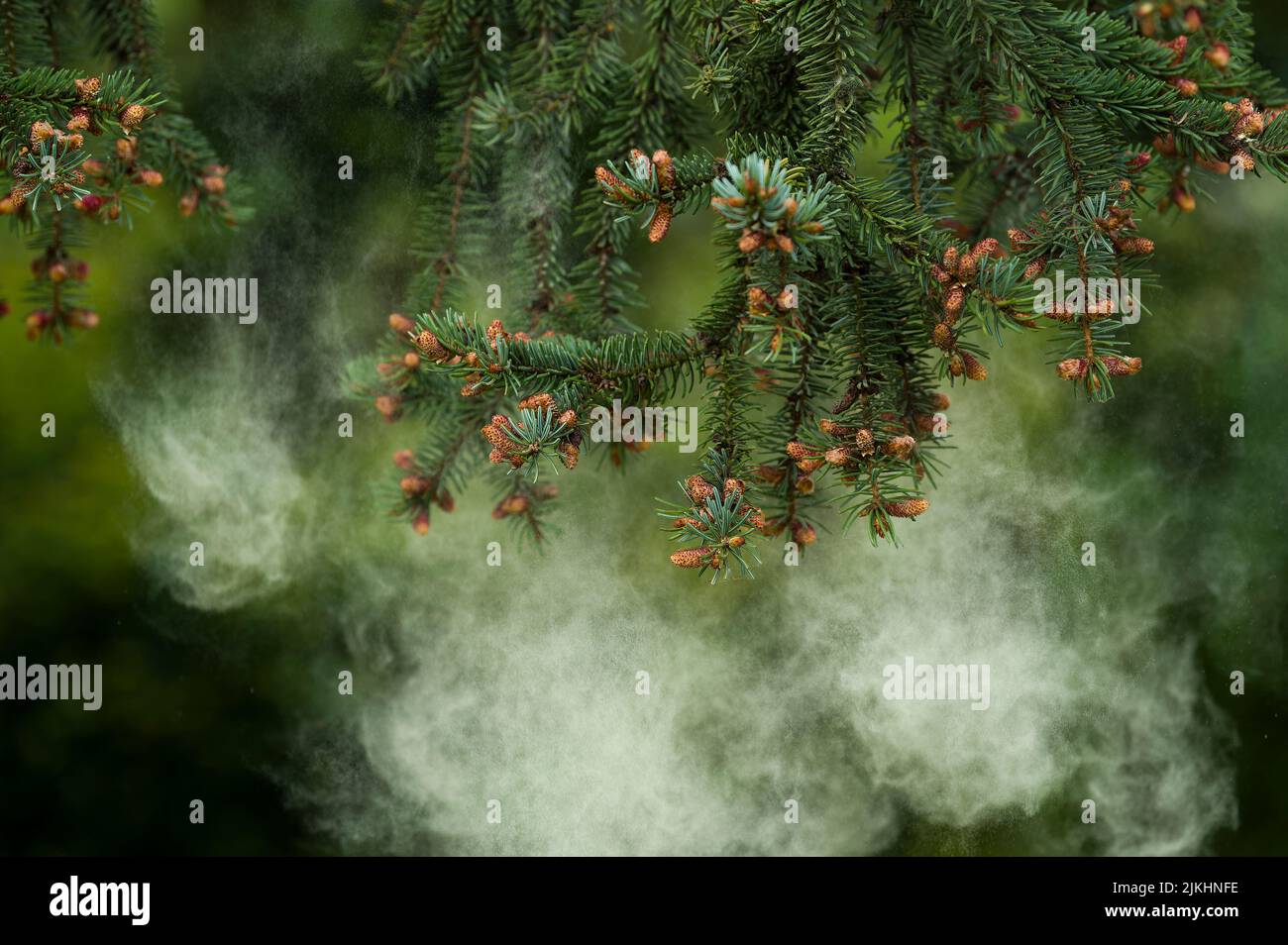 Flowers and pollen of a spruce (Picea), Germany Stock Photo - Alamy
