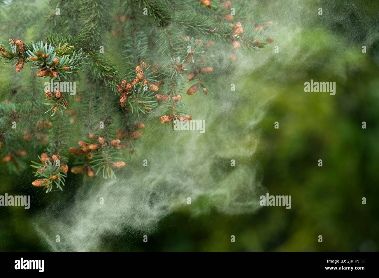 Flowers and pollen of a spruce (Picea), Germany Stock Photo - Alamy