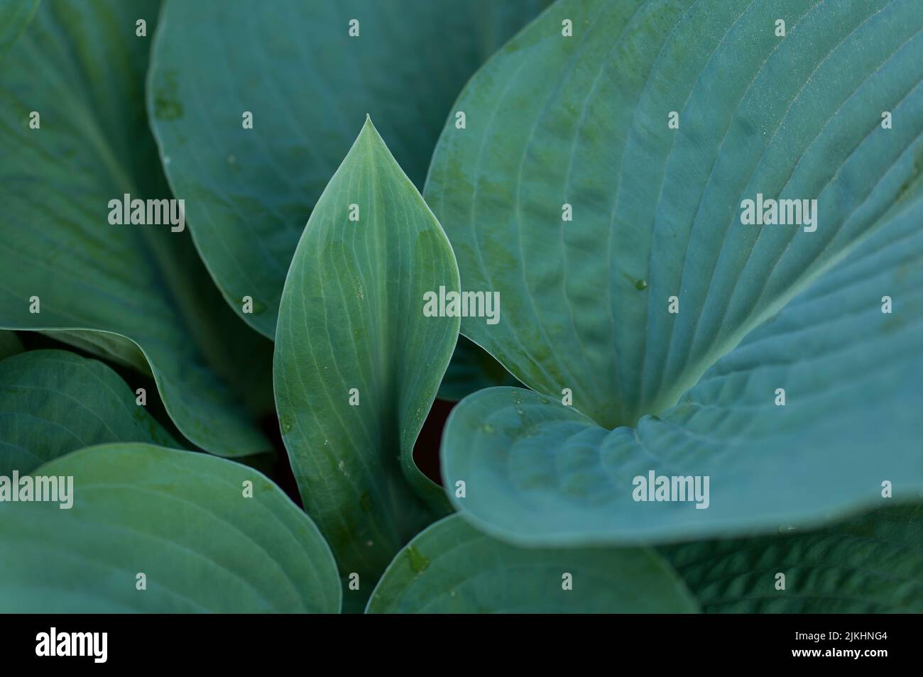 Funkie hosta hi-res stock photography and images - Alamy