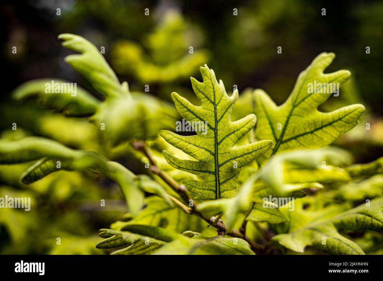 Detail of the leaves of a Quercus pyrenaica tree Stock Photo - Alamy