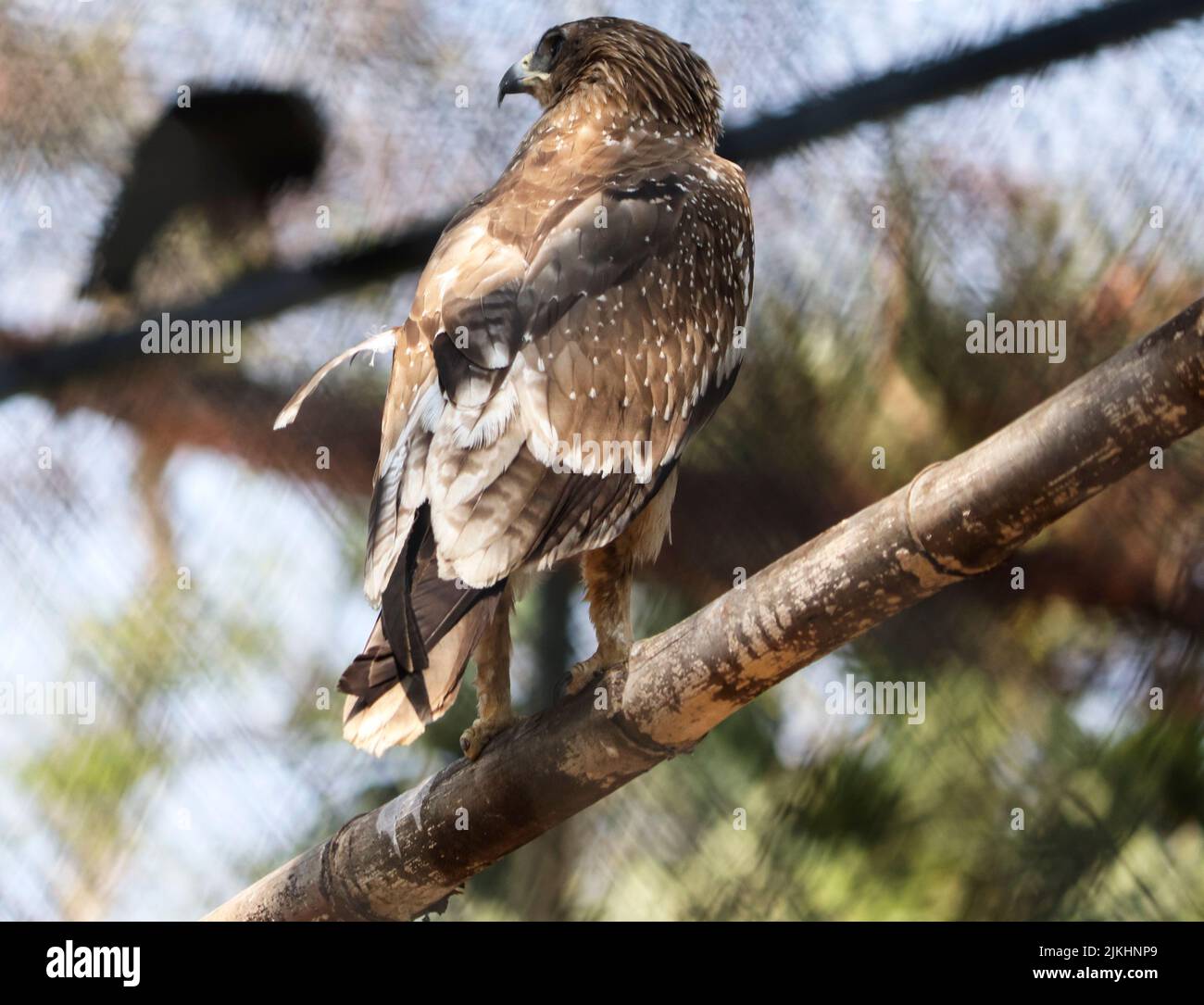 Standing on wooden ledge hi-res stock photography and images - Alamy